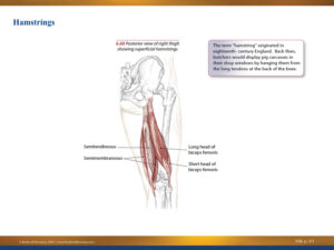 You Have Nine Hamstring Muscles